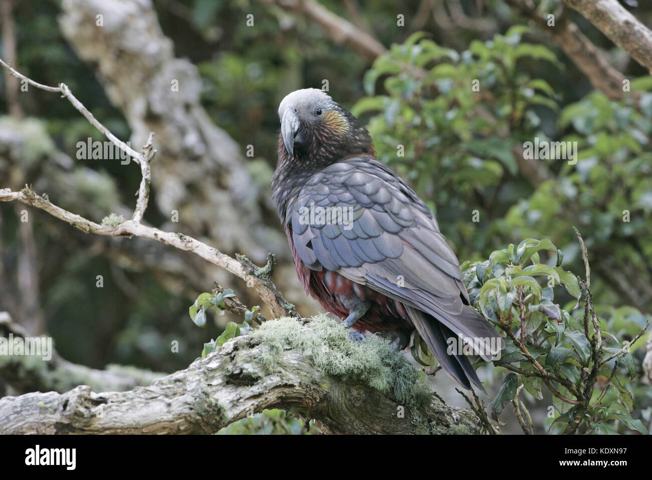 Kaka Nestor meridionalis an endemic parrot perched in tree Stewart ...
