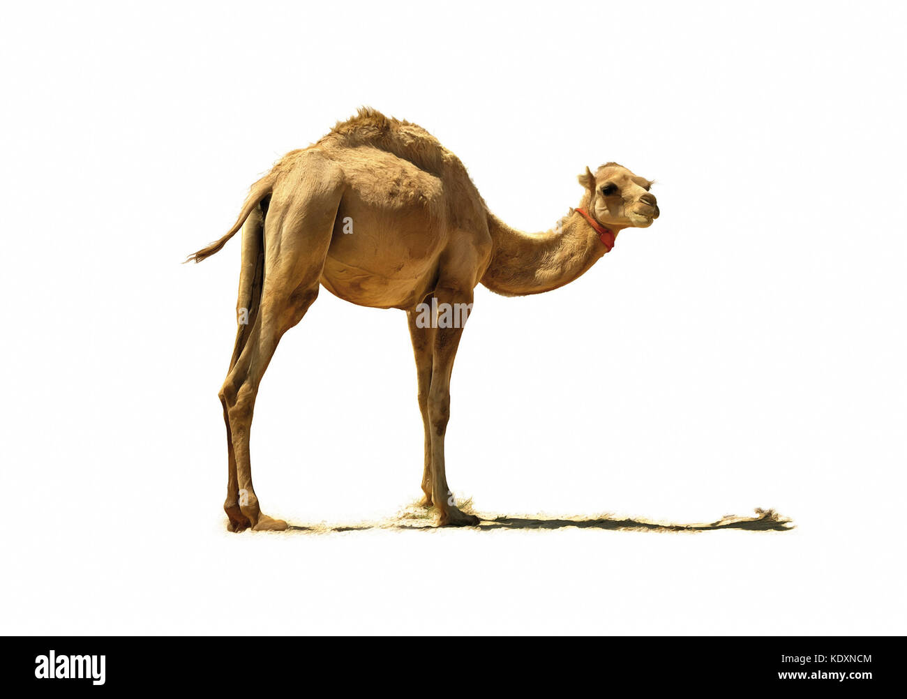 Arid animals Cut Out Stock Images & Pictures - Alamy