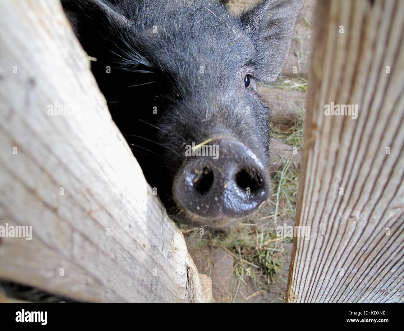 Pig house hi-res stock photography and images - Alamy