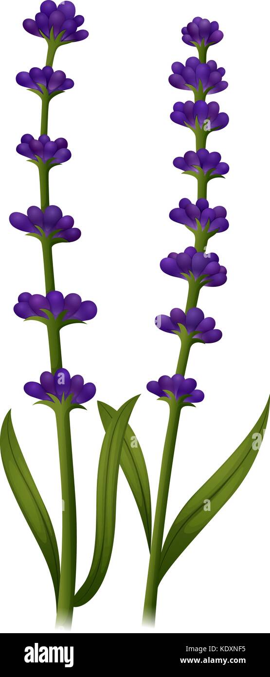 Lavender stem Stock Vector Images - Alamy