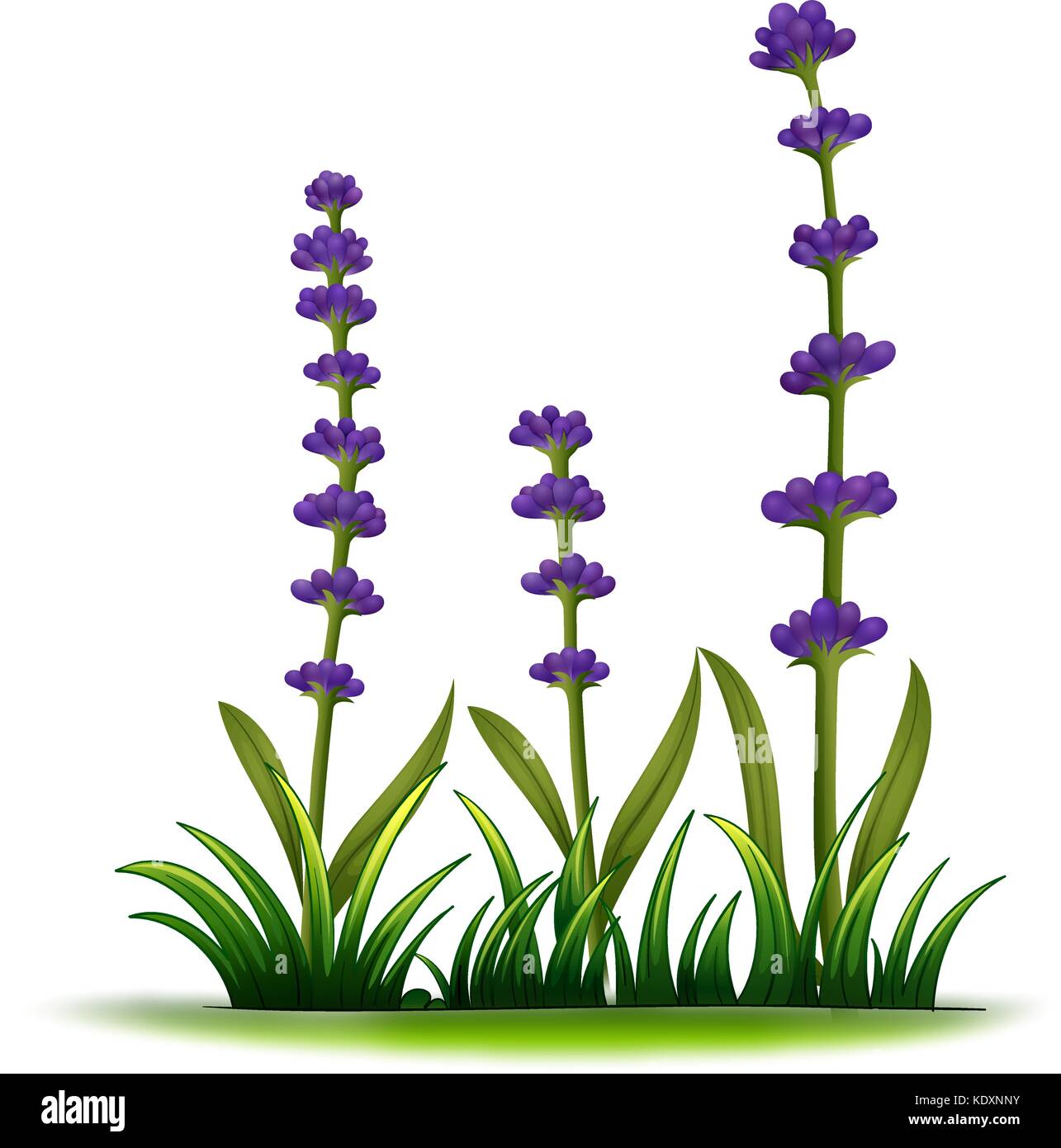 Fresh green leaves lavender Stock Vector Images - Alamy