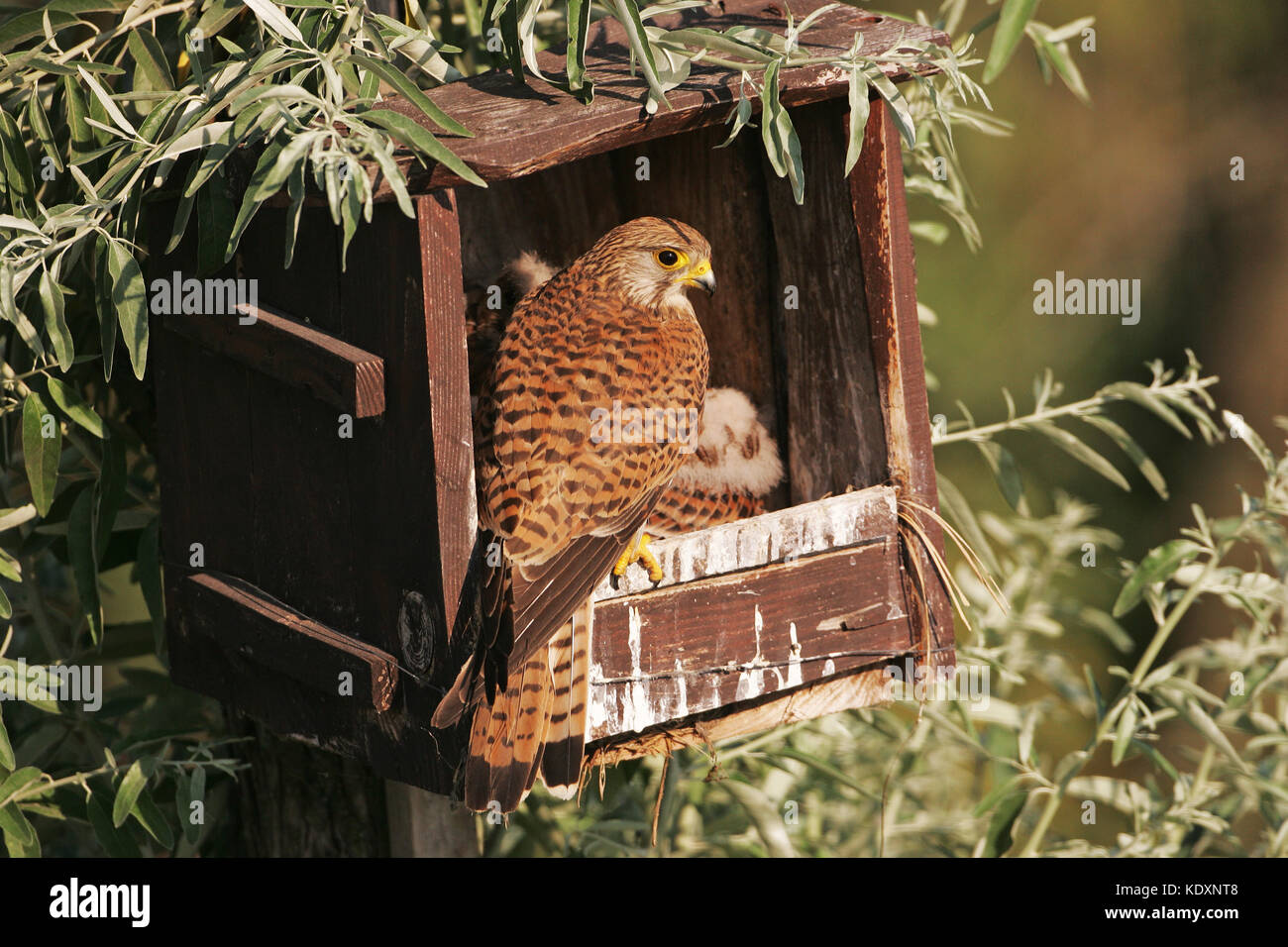 Common kestrel Falco tinnunculus female with chicks in nesting box ...