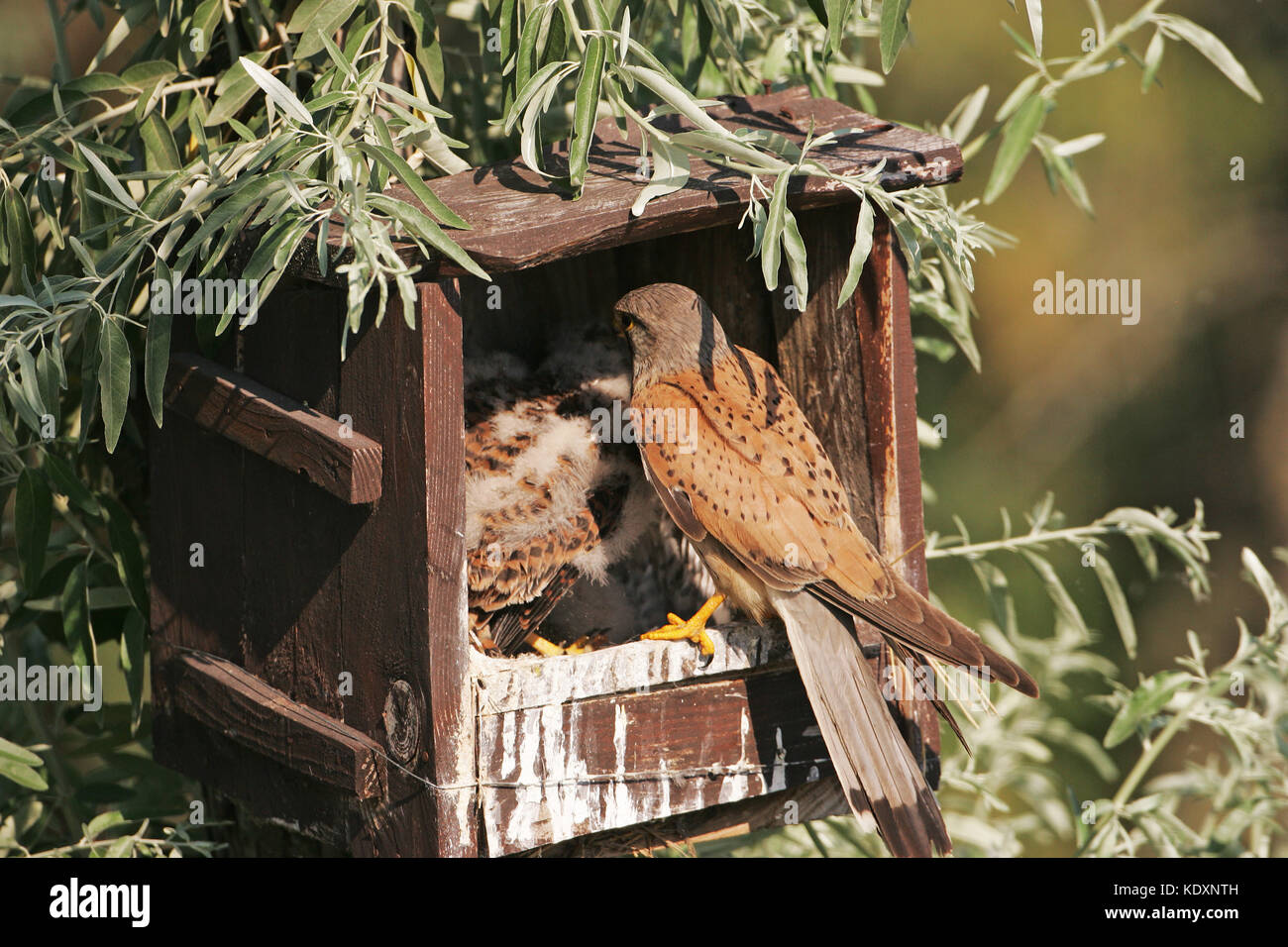 Common kestrel Falco tinnunculus at nest box with chicks near ...
