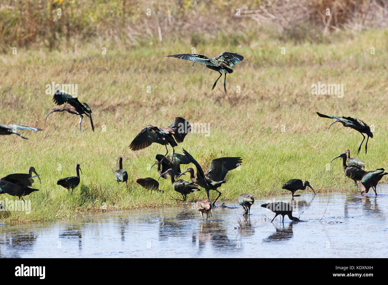 White-faced ibis Plegadis chihi landing beside pool Quivira National ...