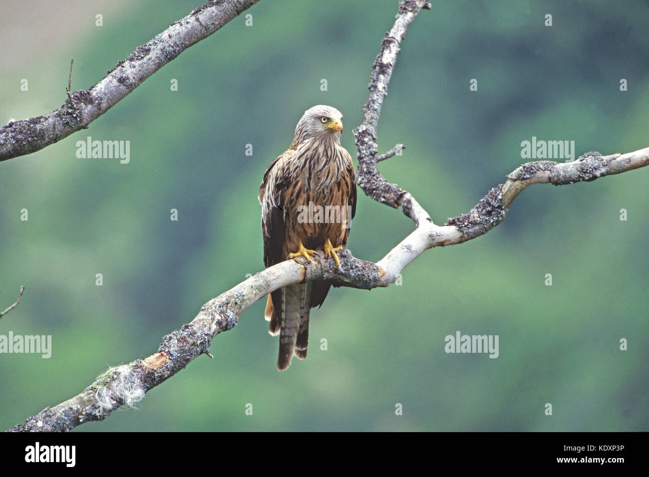 Red kite Milvus milvus perched on dead branch of sessile oak tree near ...