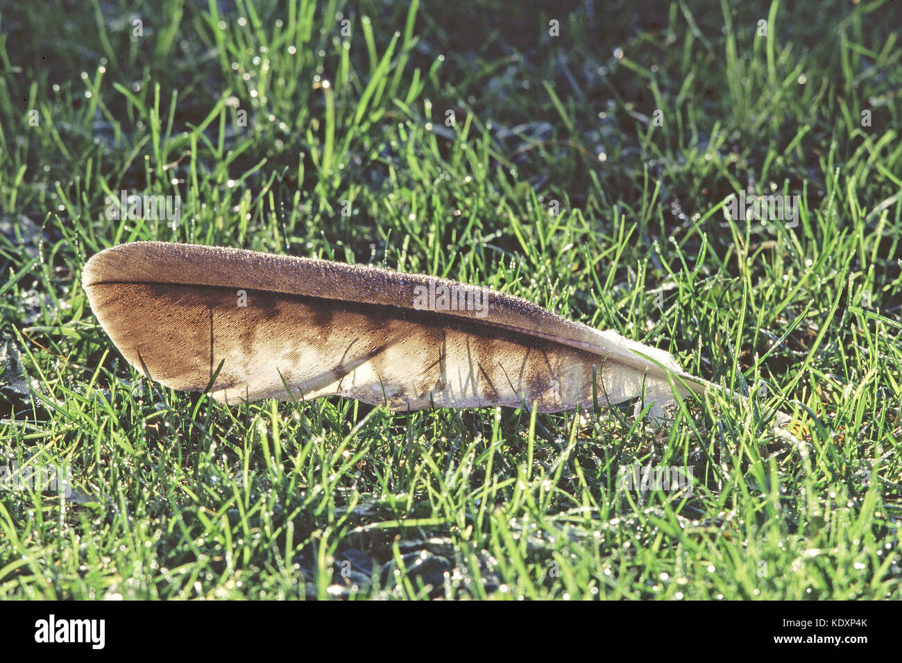 Red kite Milvus milvus feather lying in grassland Wales Stock Photo - Alamy
