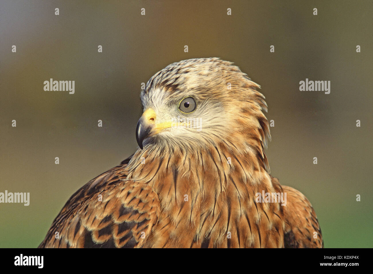 Red kite Milvus milvus captive bird at the Welsh Hawking Centre Stock ...