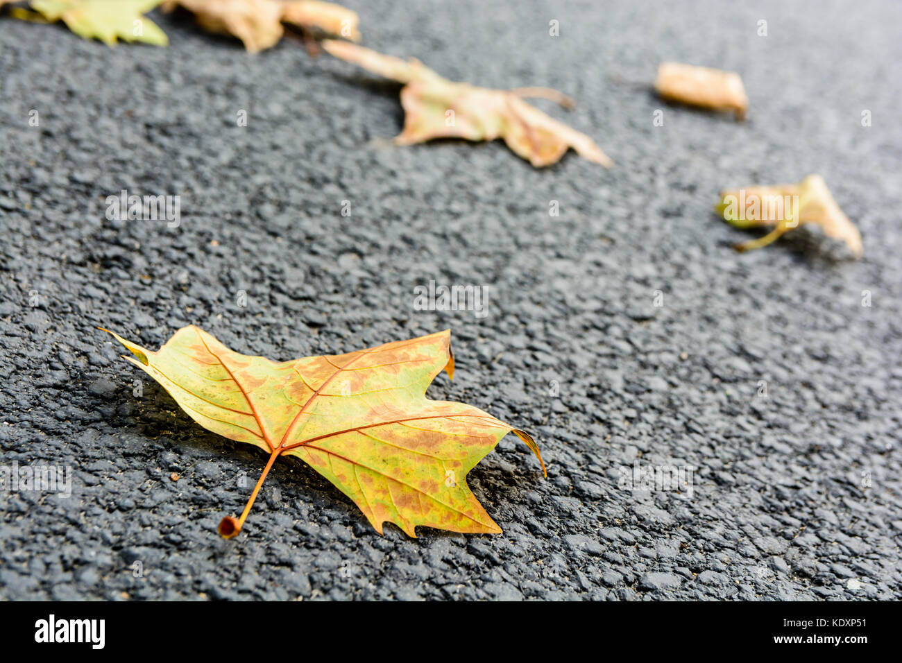 Dry leaves on road hi-res stock photography and images - Alamy