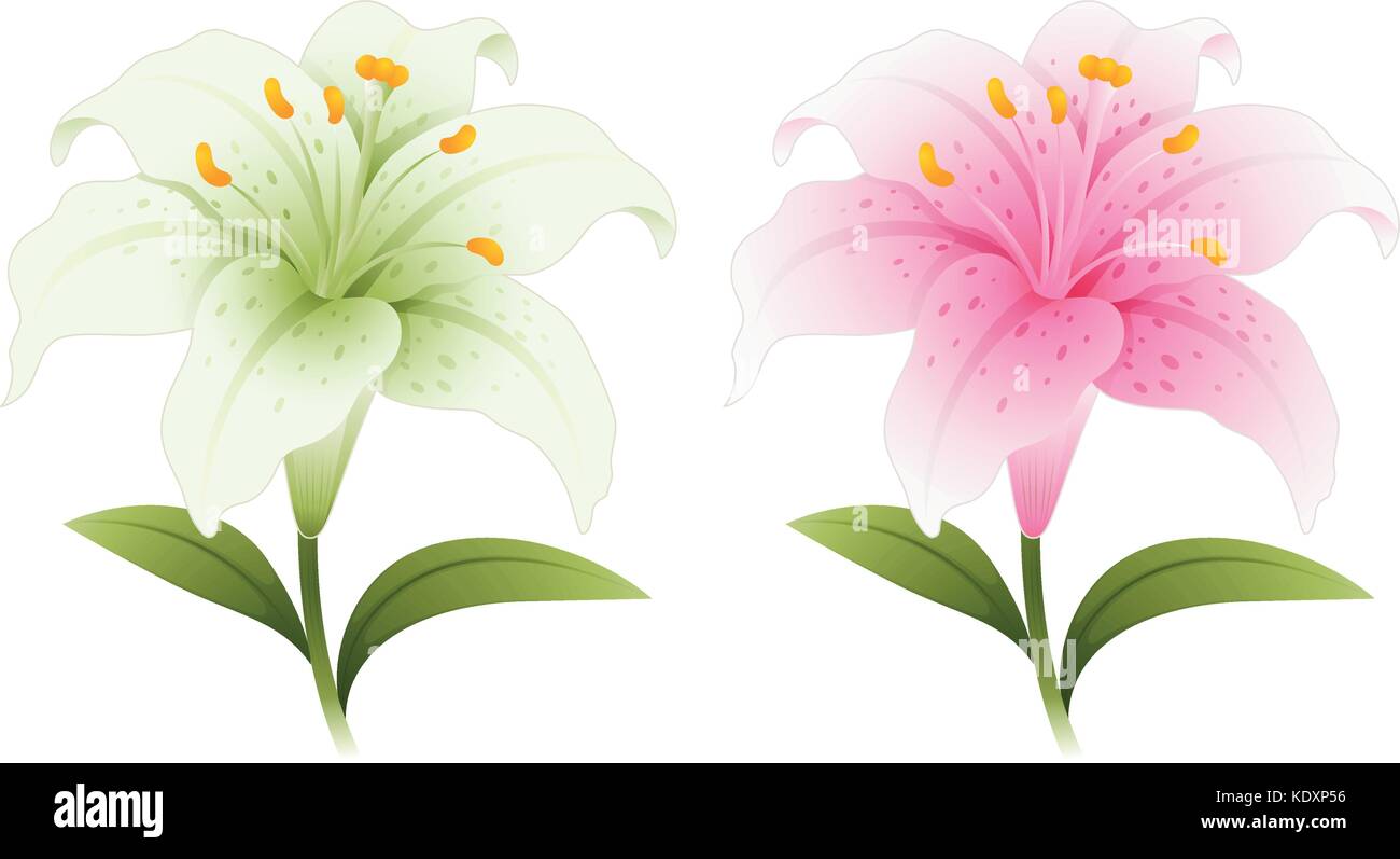 Two lily flowers in white and pink illustration Stock Vector Image ...