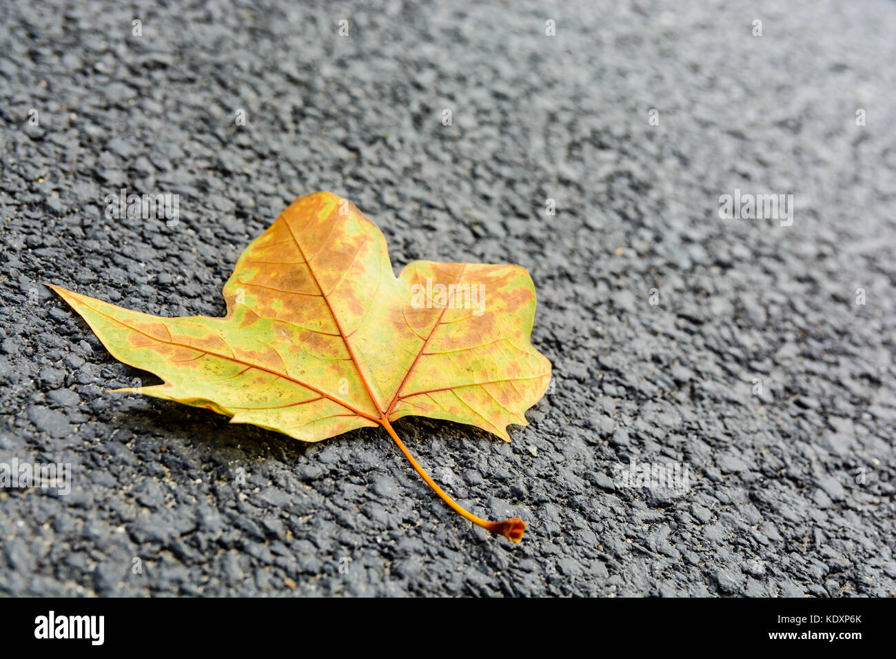 Dead maple leaf hi-res stock photography and images - Alamy
