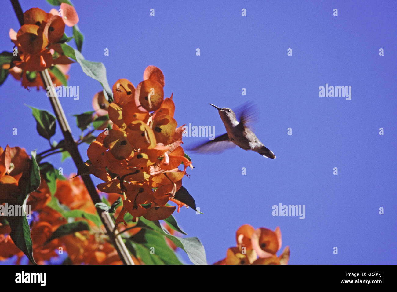 Vervain hummingbird Mellisuga minima in flight near garden flowers ...