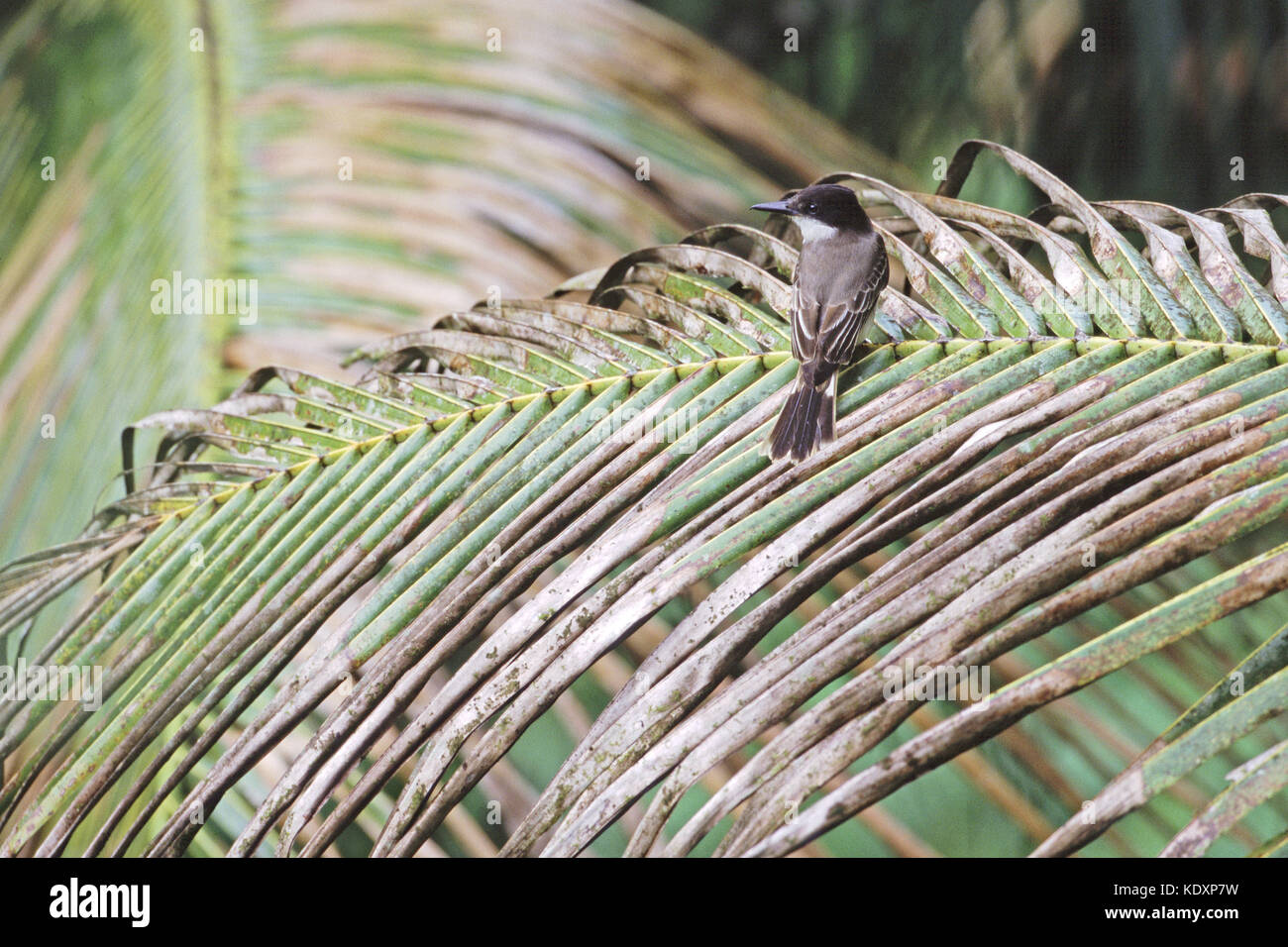 Loggerhead kingbird Tyrannus caudifasciatus Jamaica Stock Photo - Alamy