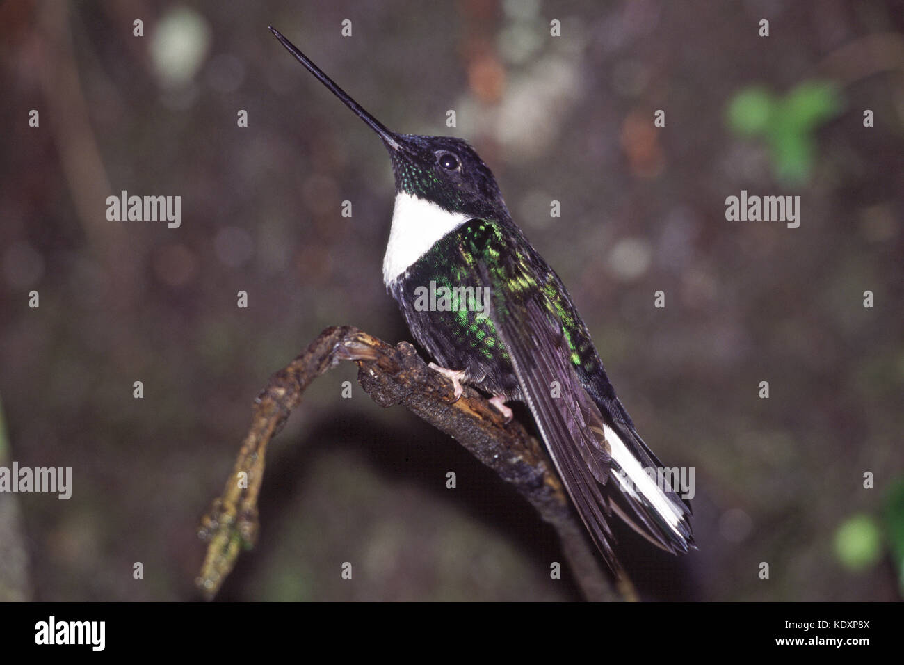 Collared inca coeligena torquata male hi-res stock photography and images - Alamy
