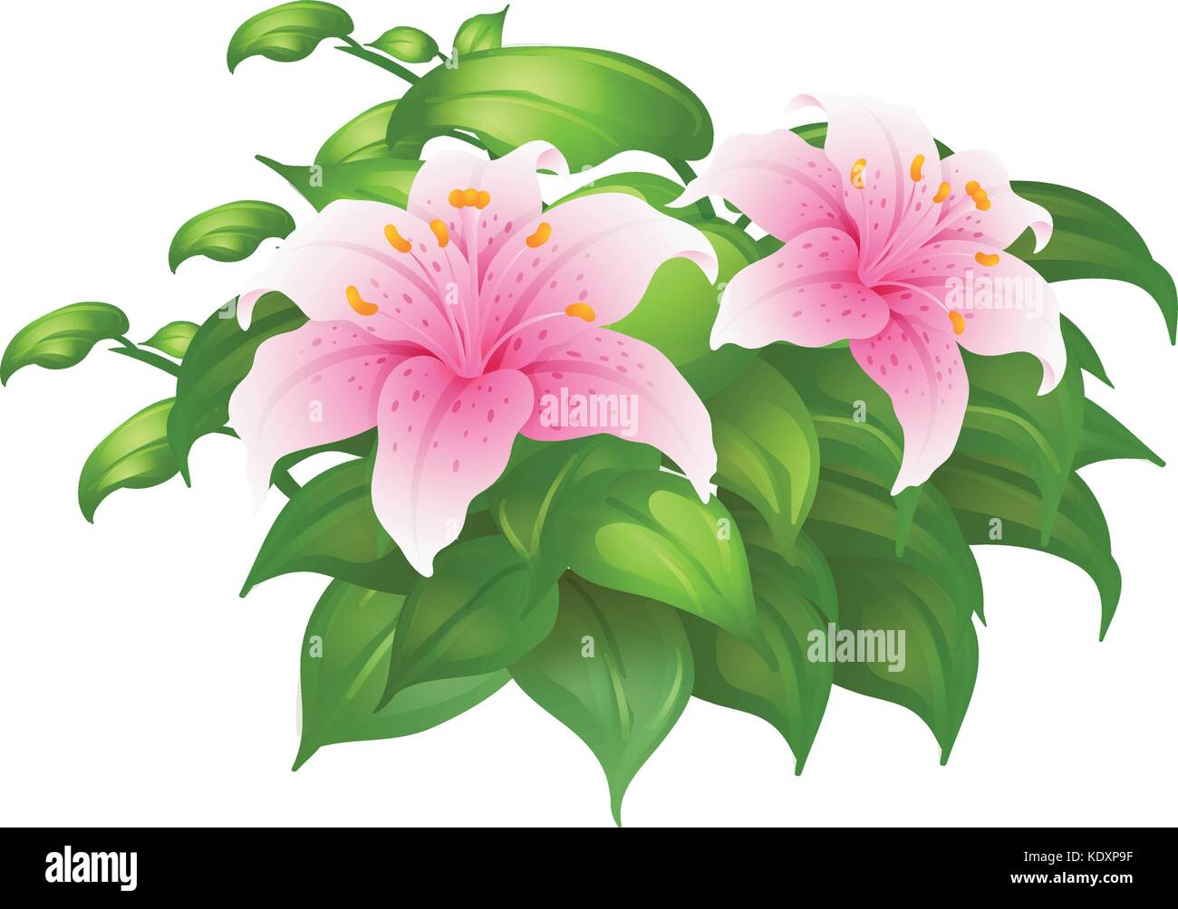 Pink lily flowers in green bush illustration Stock Vector Image & Art ...
