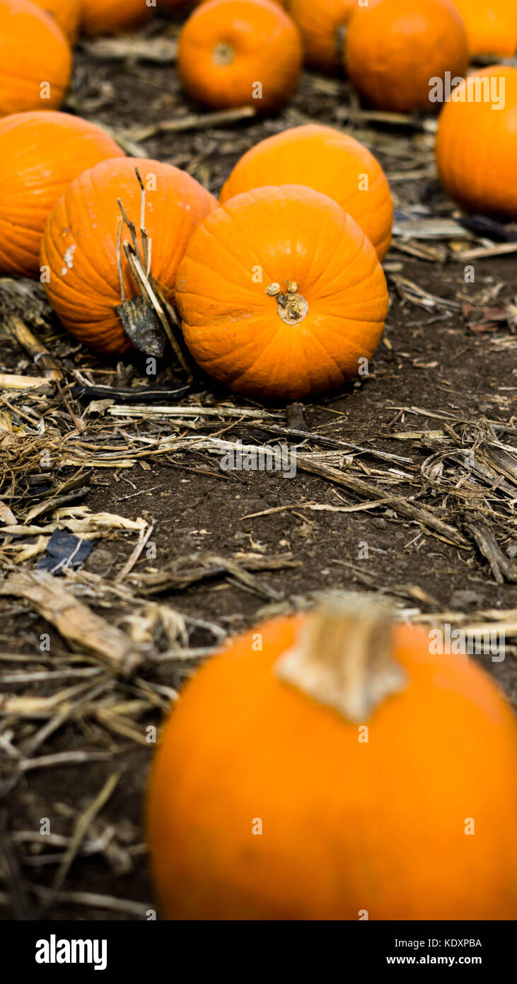 Plant pumpkins hi-res stock photography and images - Alamy