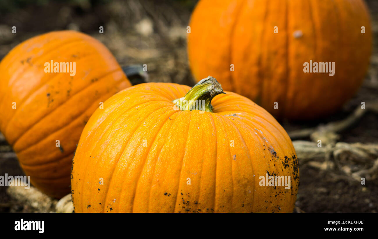 Round orange pumpkins hi-res stock photography and images - Alamy