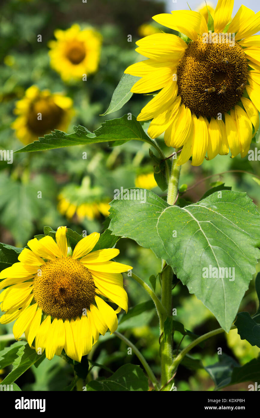 Terminal capitula sunflower hi-res stock photography and images - Alamy