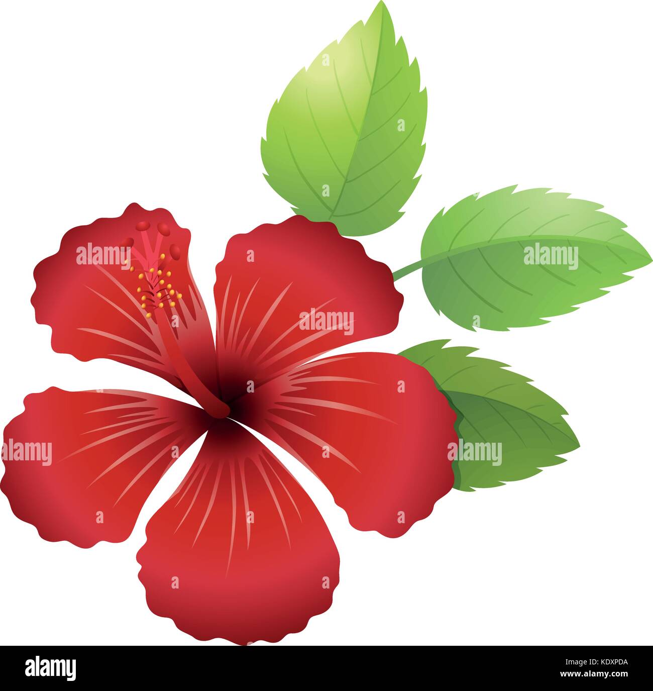 Hibiscus flower in red color illustration Stock Vector Image & Art - Alamy