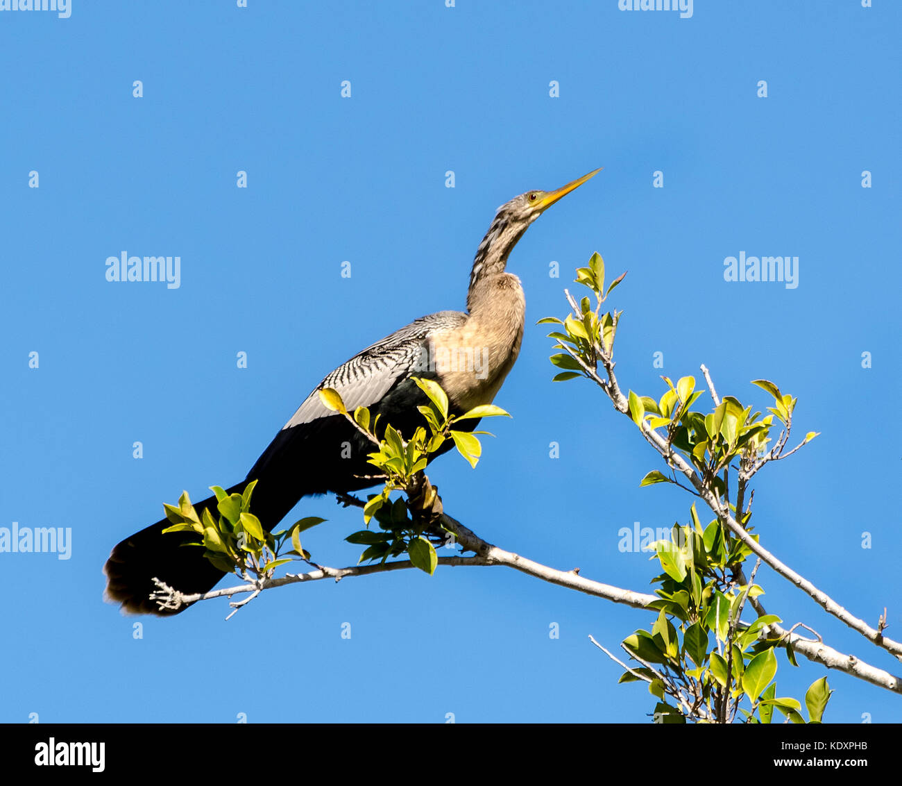 Long Neck Birds Stock Photos & Long Neck Birds Stock Images - Alamy