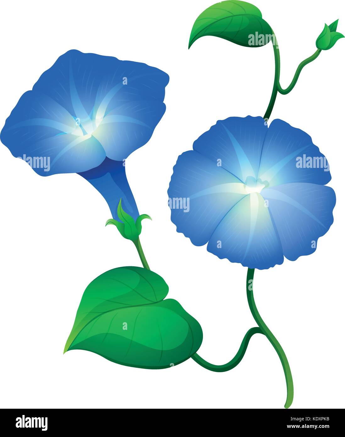 Morning glory flowers Stock Vector Images - Alamy