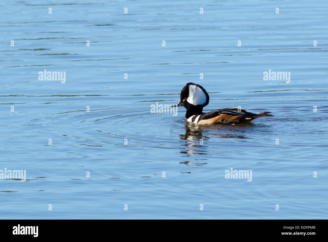 Male bird with a fish hi-res stock photography and images - Alamy