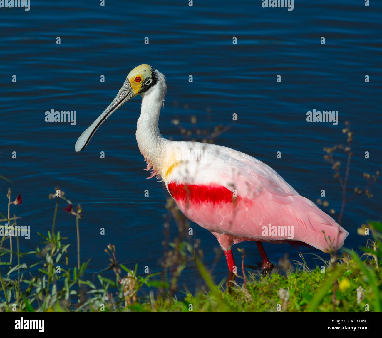 The roseate spoonbill (Platalea ajaja) is a very colorful wading bird ...