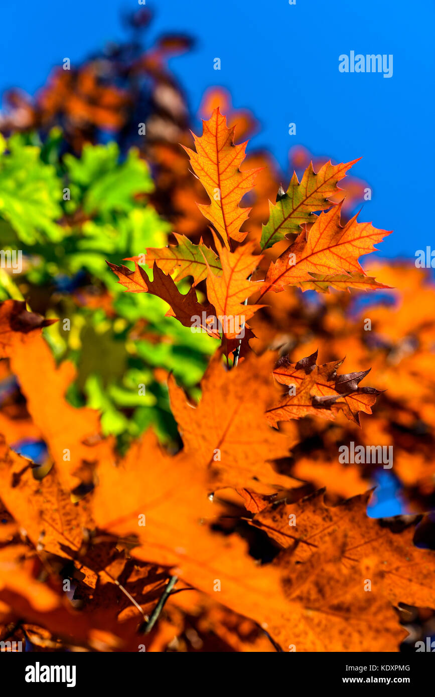 Autumn leaves on a beautiful sunny autumn day Stock Photo - Alamy