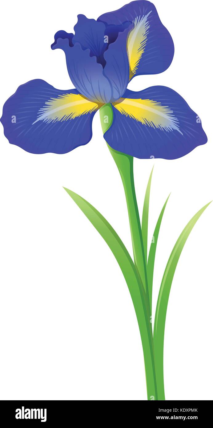 Iris Flower Clipart