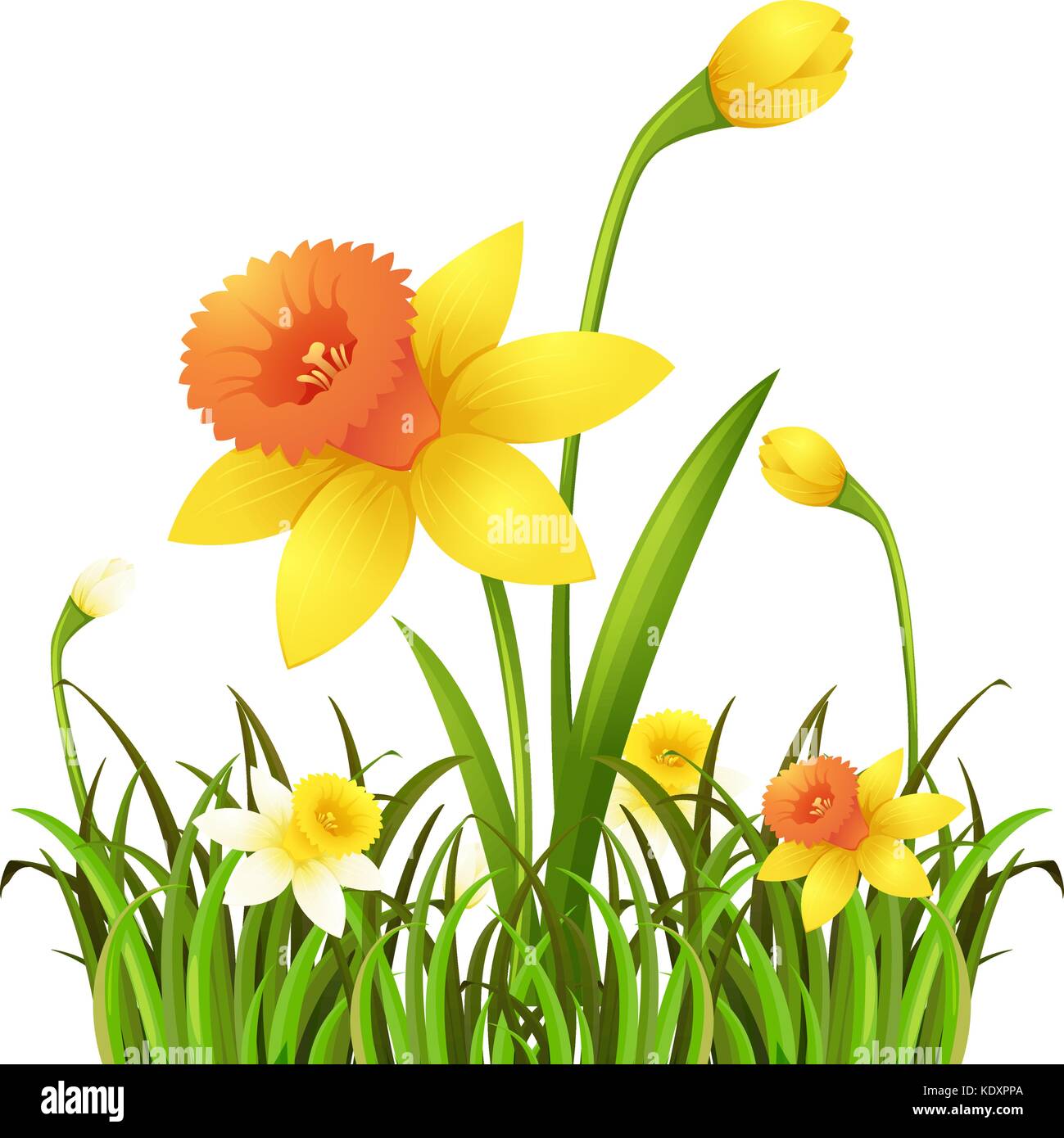 Yellow daffodil flowers in the bush illustration Stock Vector Image ...