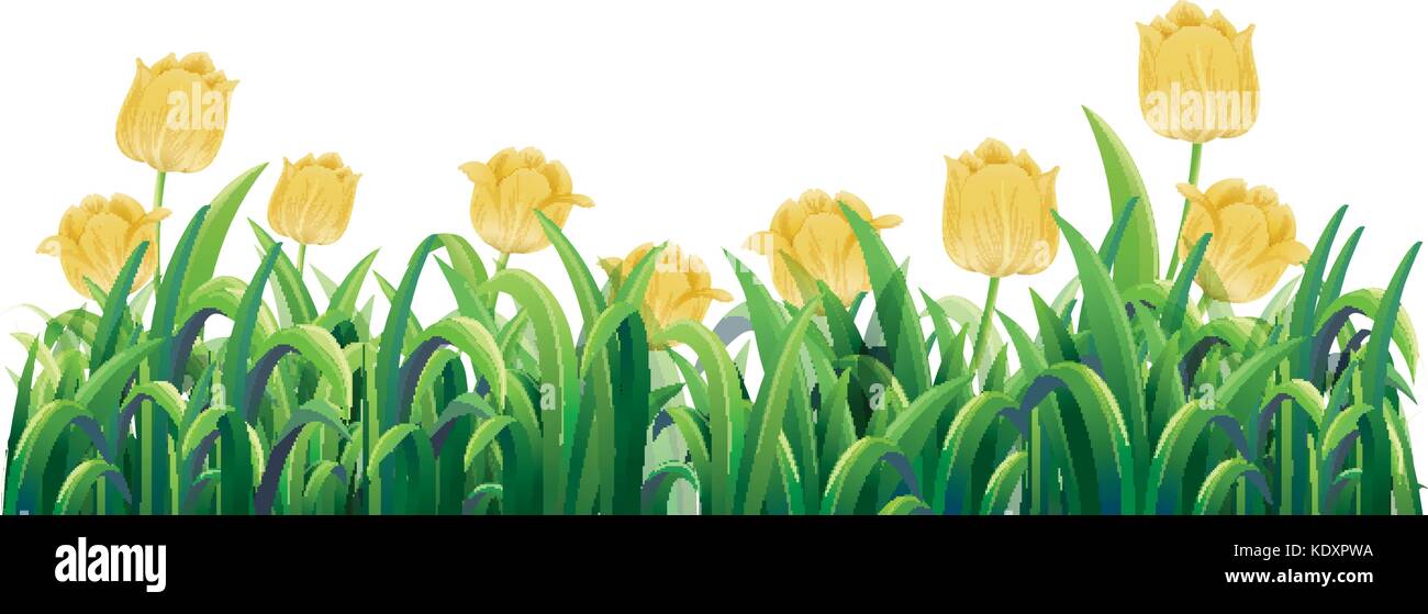 Yellow tulips Stock Vector Images - Alamy