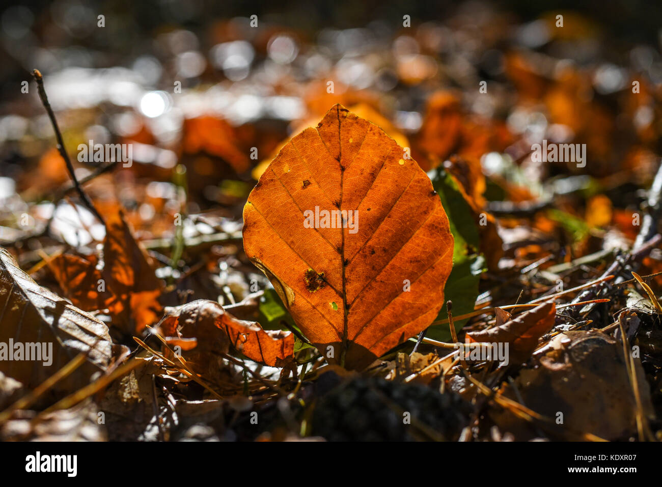 Autumn leaves on a beautiful sunny autumn day Stock Photo - Alamy