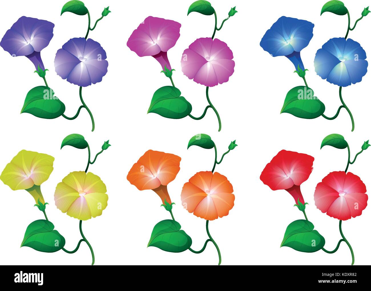 Different colors of morning glory flowers illustration Stock Vector ...
