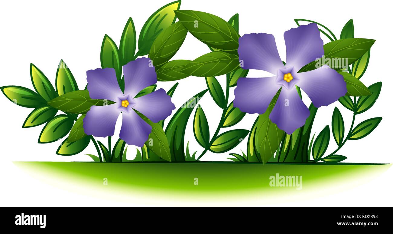Periwinkle Flower Clipart