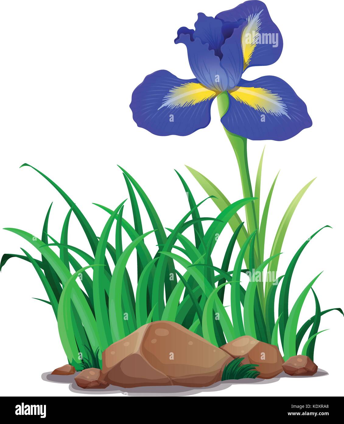 Blue flower in the garden illustration Stock Vector Image & Art - Alamy
