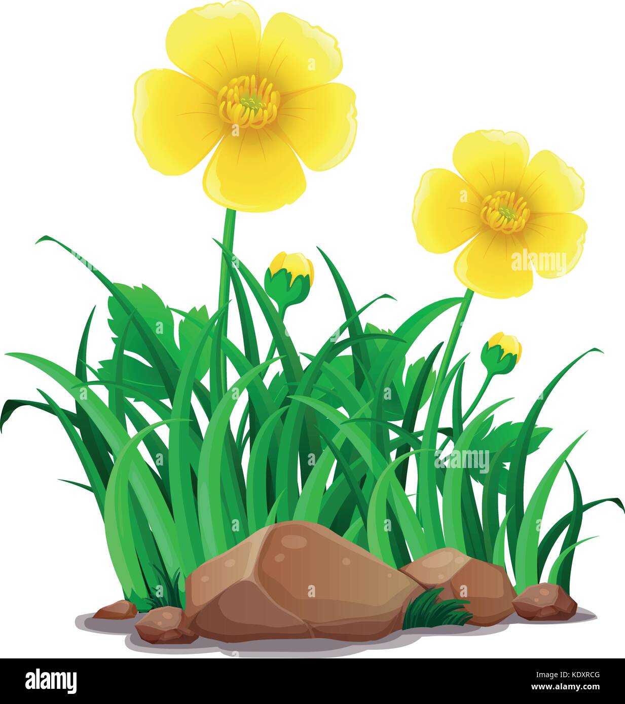 Buttercups flowers Stock Vector Images - Alamy