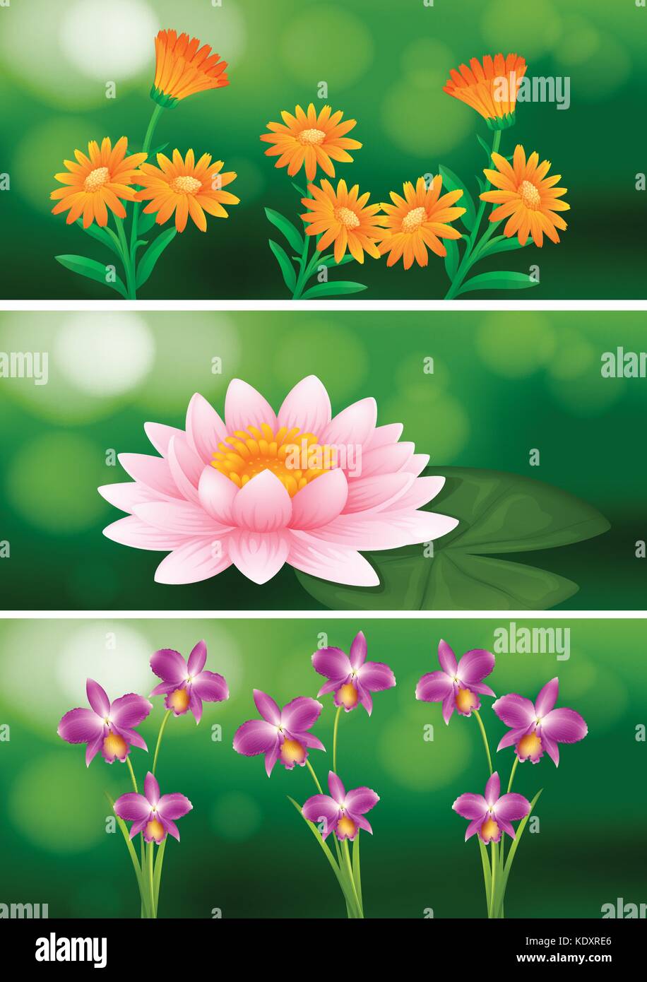 Different types of flowers Stock Vector Images - Alamy