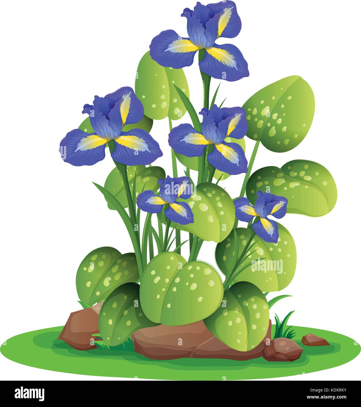 Purple irish flowersin the bush illustration Stock Vector Image & Art ...