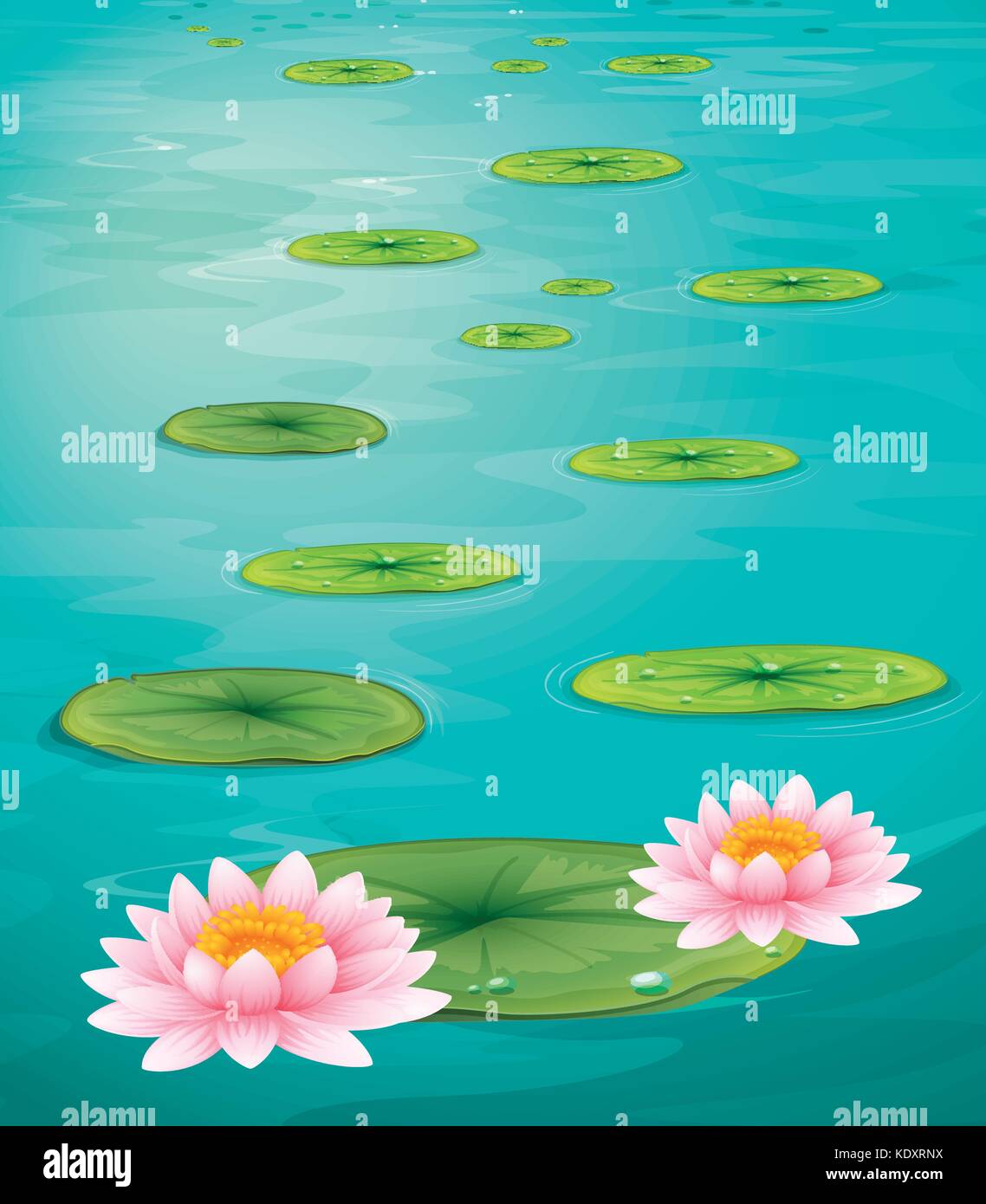 Two lotus flowers and leaves on water illustration Stock Vector Image ...