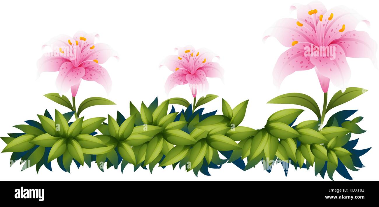 Pink lily flowers in the bush illustration Stock Vector Image & Art - Alamy