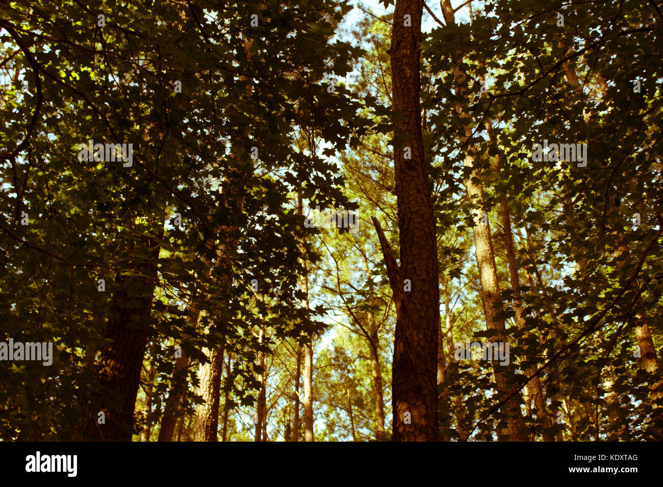 Elongated trees in the forest Stock Photo - Alamy