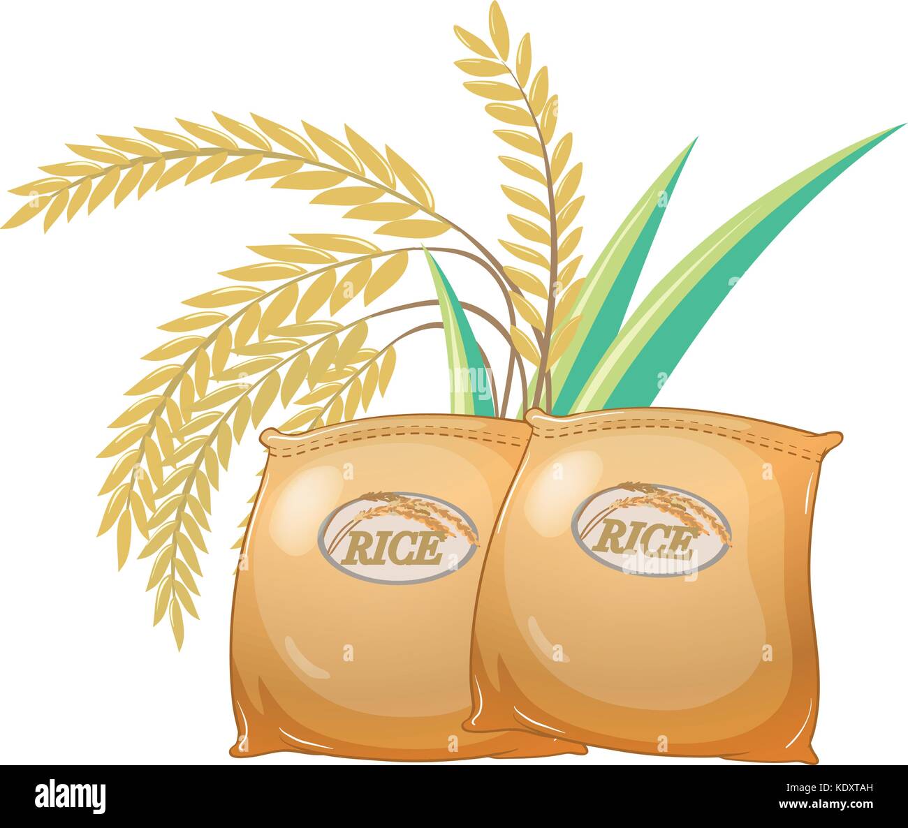 Rice plant picture Stock Vector Images - Alamy