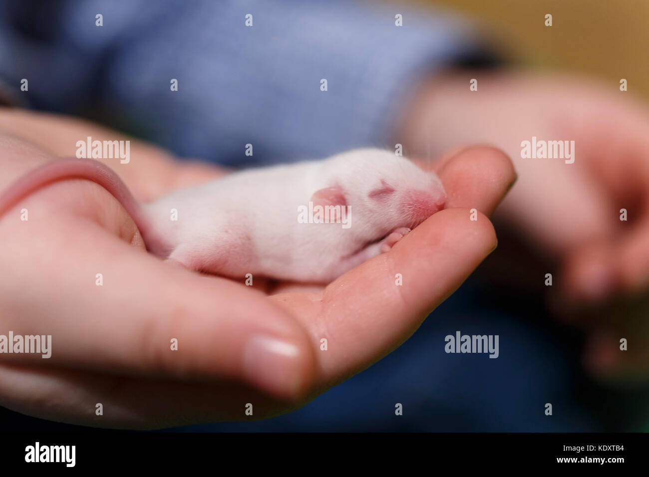 Little newborn mouse with closed eyes on childs hand Stock Photo - Alamy