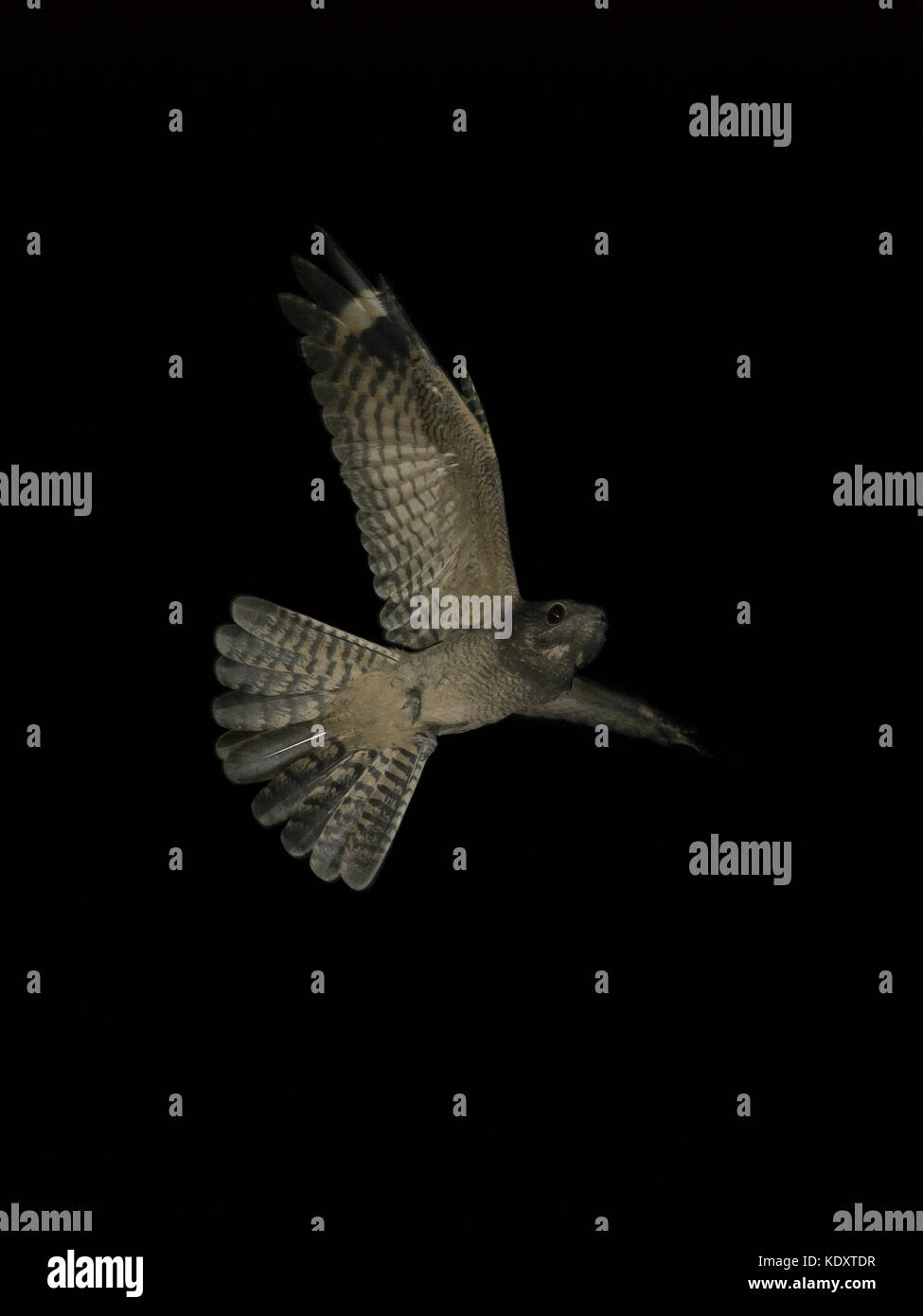 Nightjar flying hi-res stock photography and images - Alamy