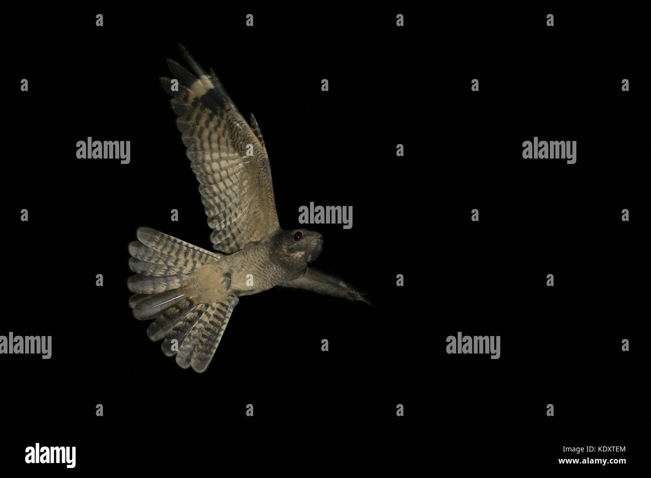 Nightjar flying hi-res stock photography and images - Alamy