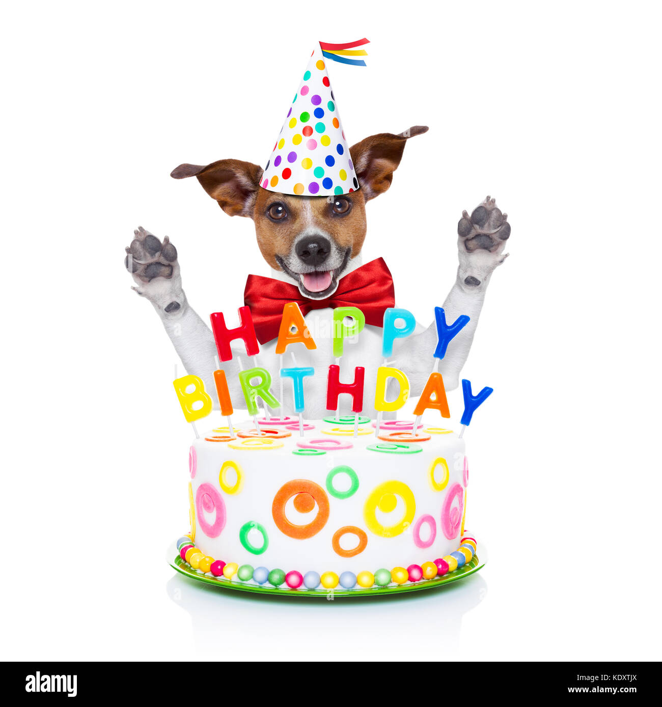 jack russell dog as a surprise behind happy birthday cake with candles ...