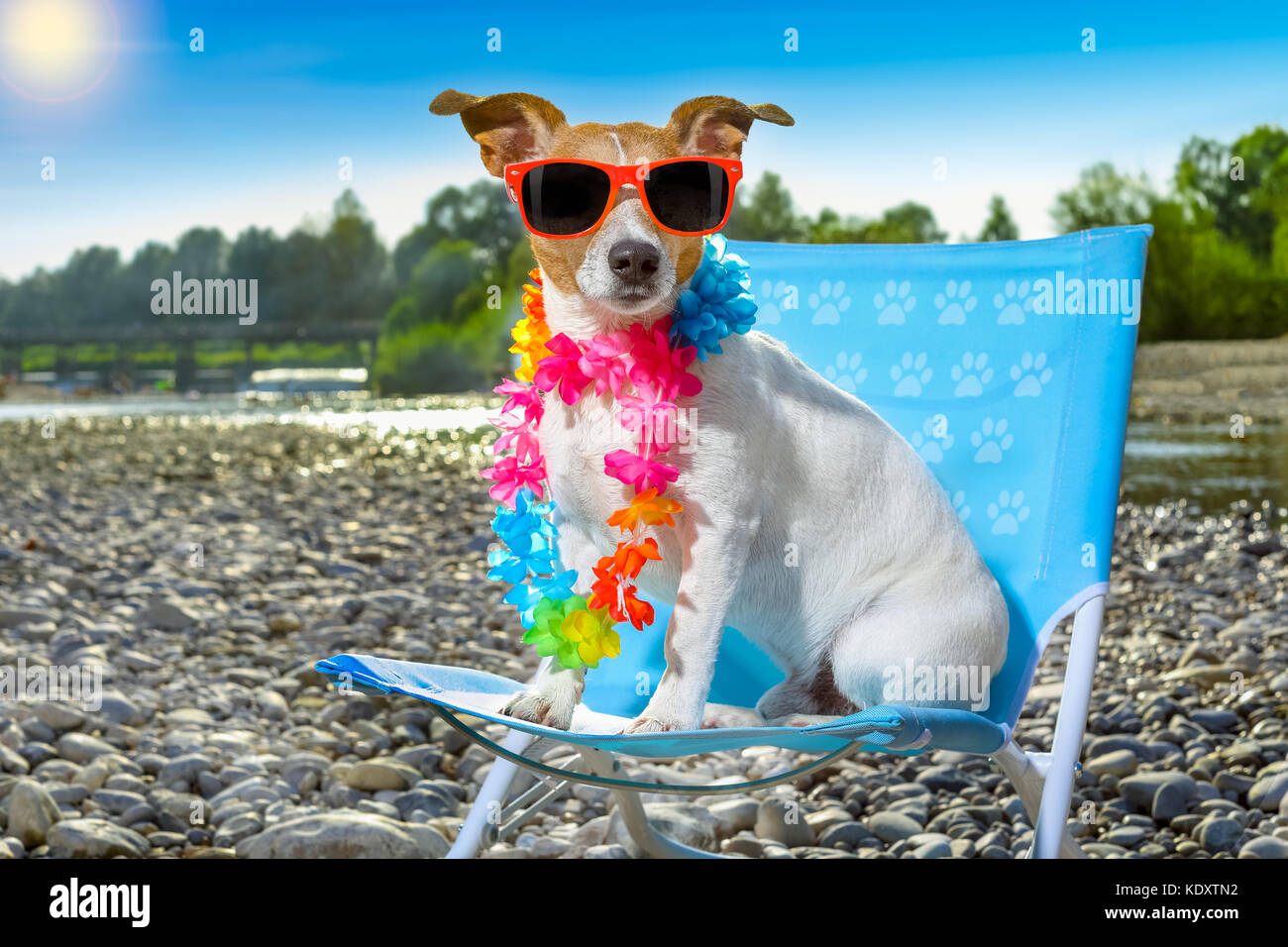 jack russell dog on a beach chair or hammock at the beach relaxing on ...