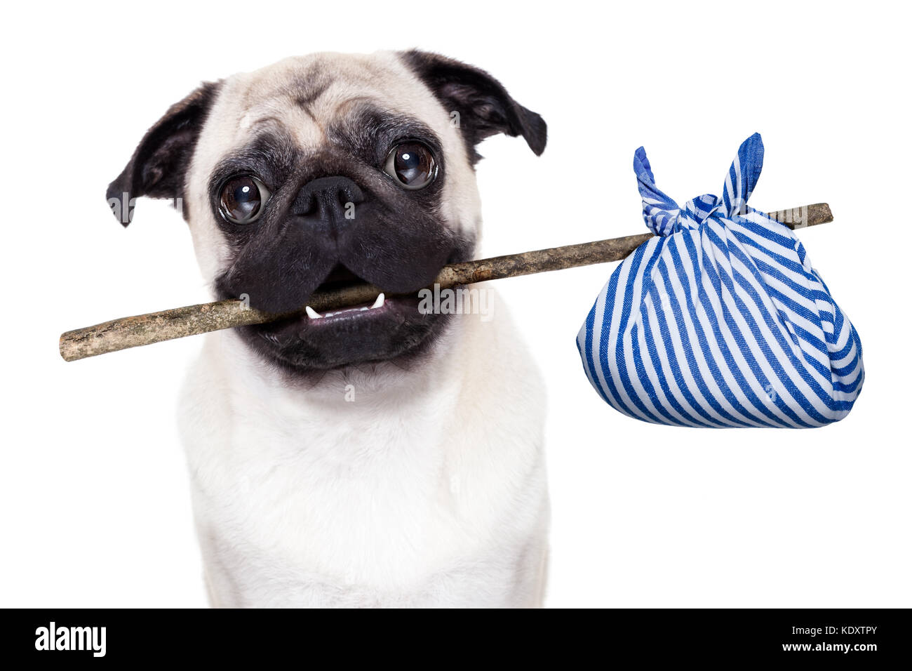 Begging pug hi-res stock photography and images - Alamy