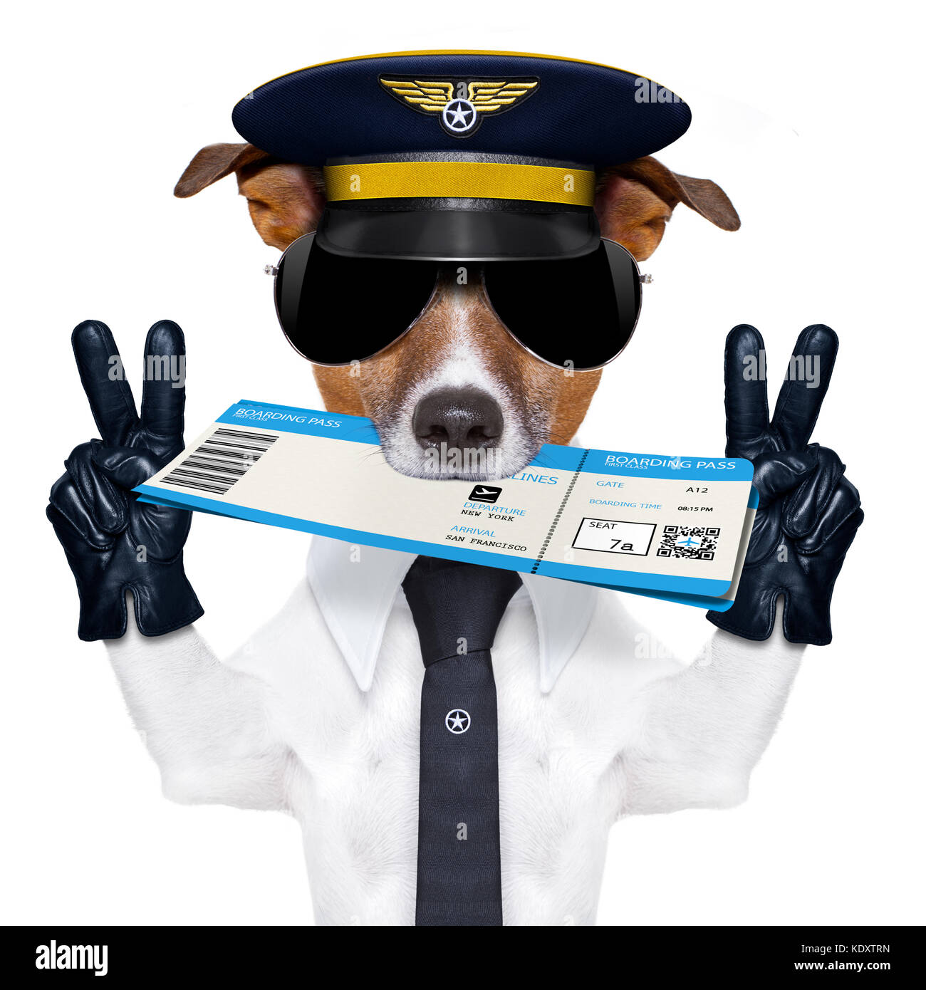 jack russell airline pilot or flight attendant dog , with check in ...