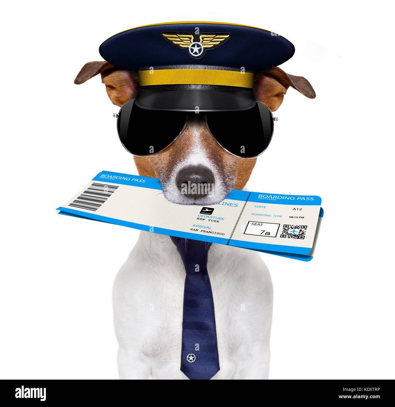 jack russell airline pilot or flight attendant dog , with check in ...