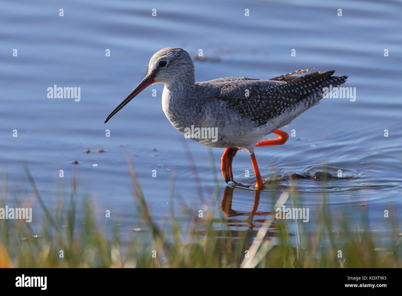 Redshank winter plumage hi-res stock photography and images - Alamy